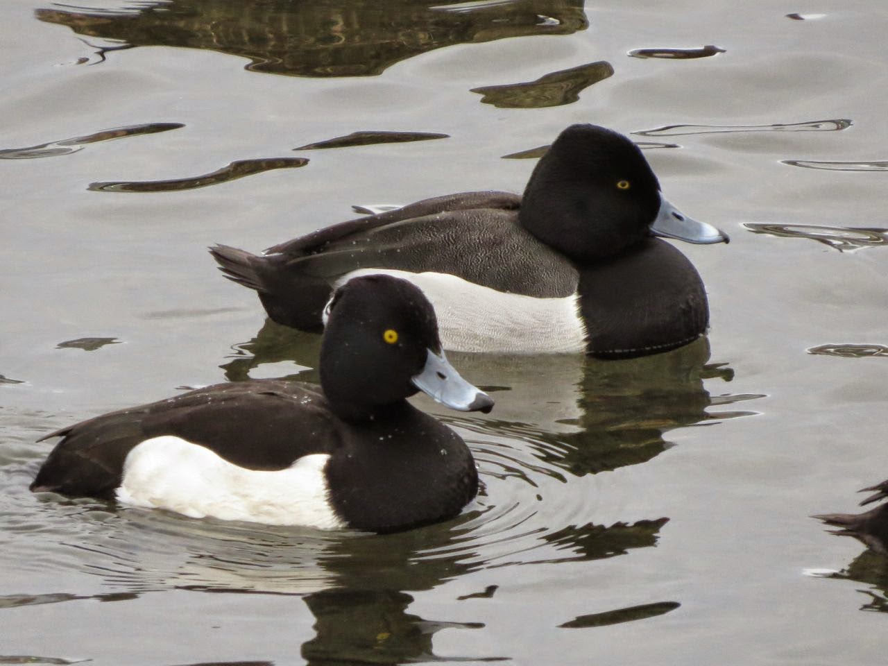 Birding with Buckley: Ring-necked Duck X Scaup Hybrid