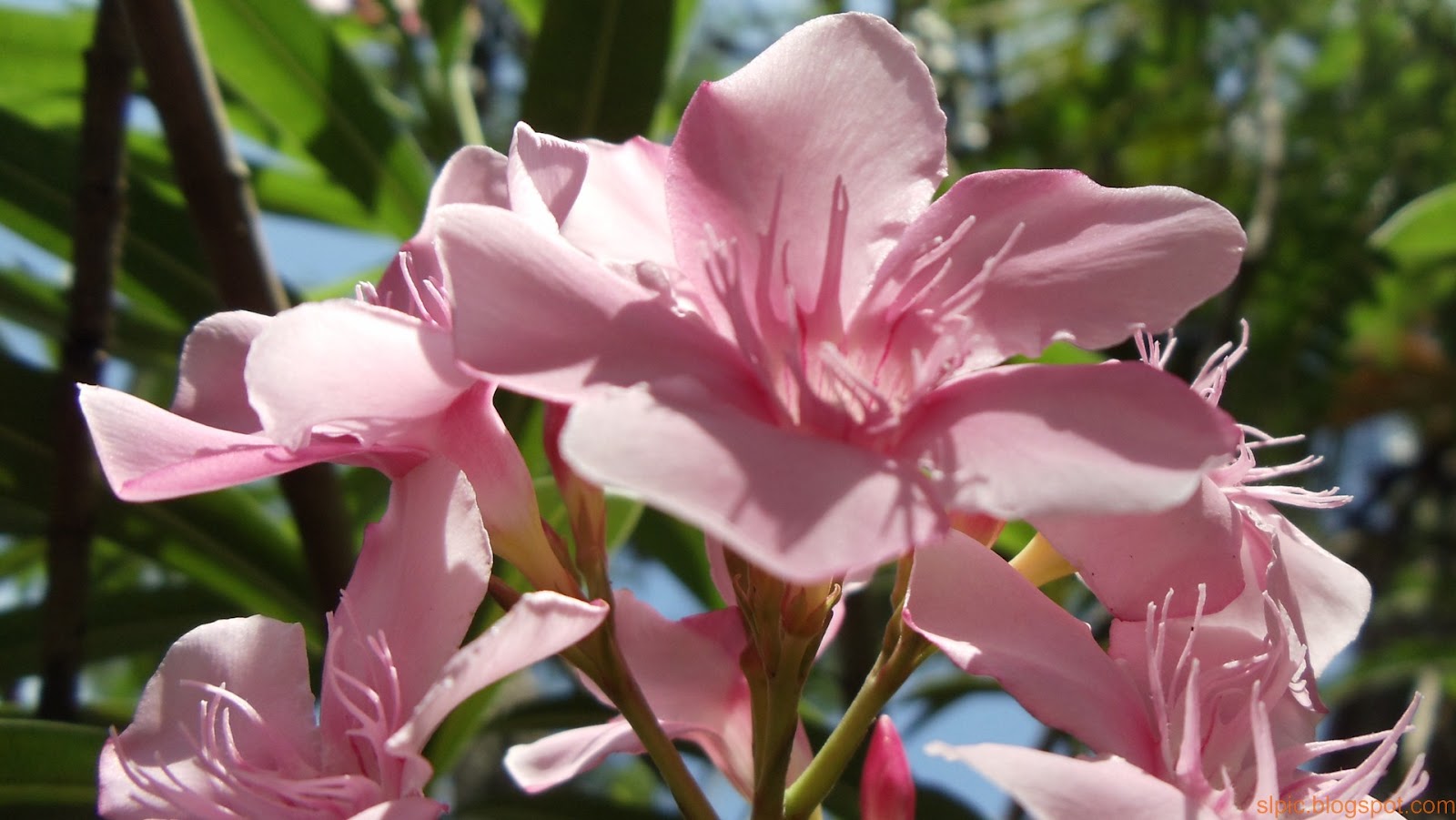 Srilanka Nature Wallpapers: Srilanka Various Flowers Desktop Wallpapers ...