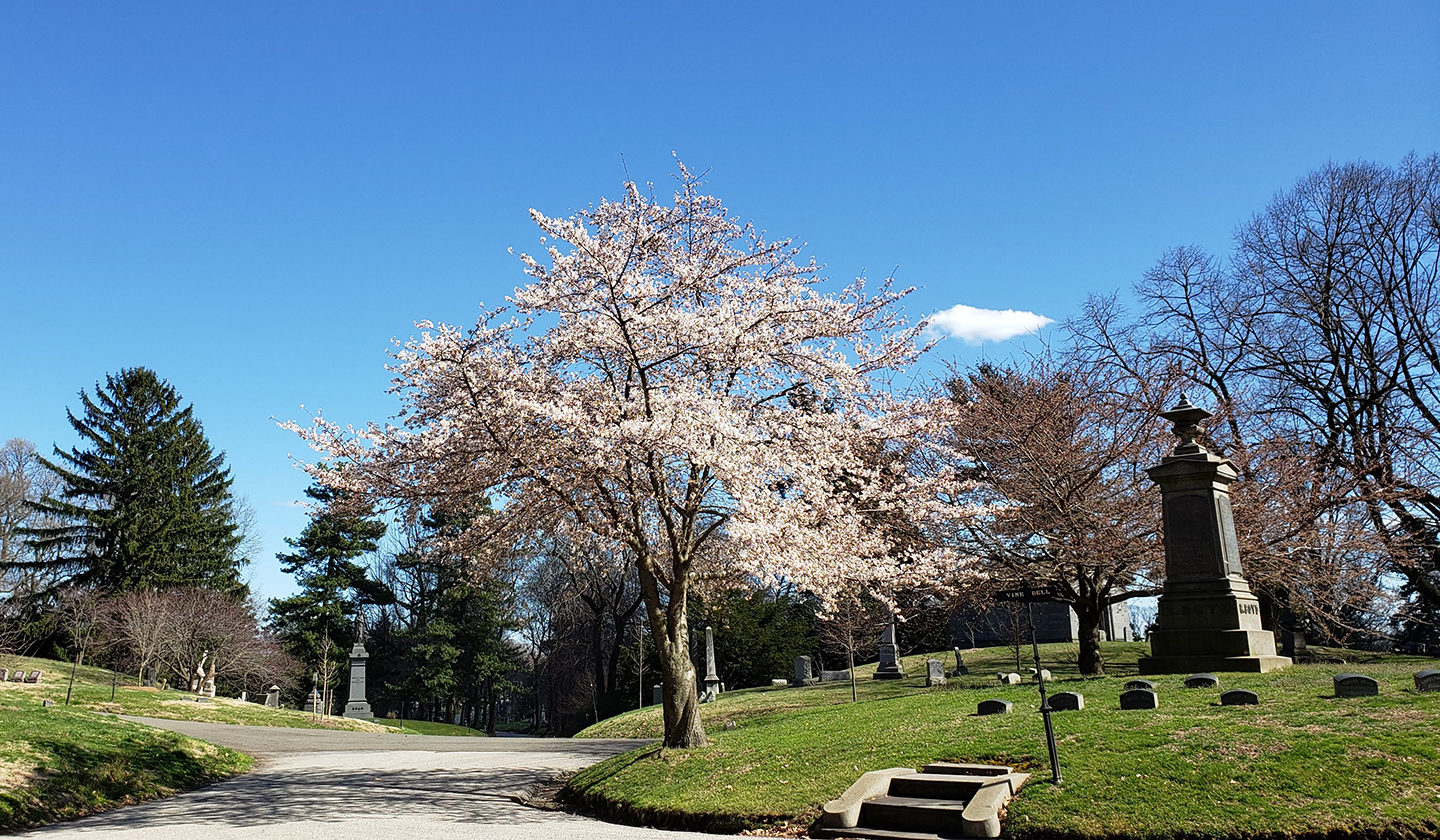 66 Square Feet (Plus): Green-Wood Cemetery in Spring