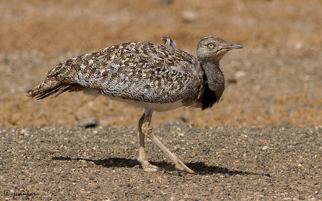 Entre alpinas y marinas.: Disfrutando de la Hubara