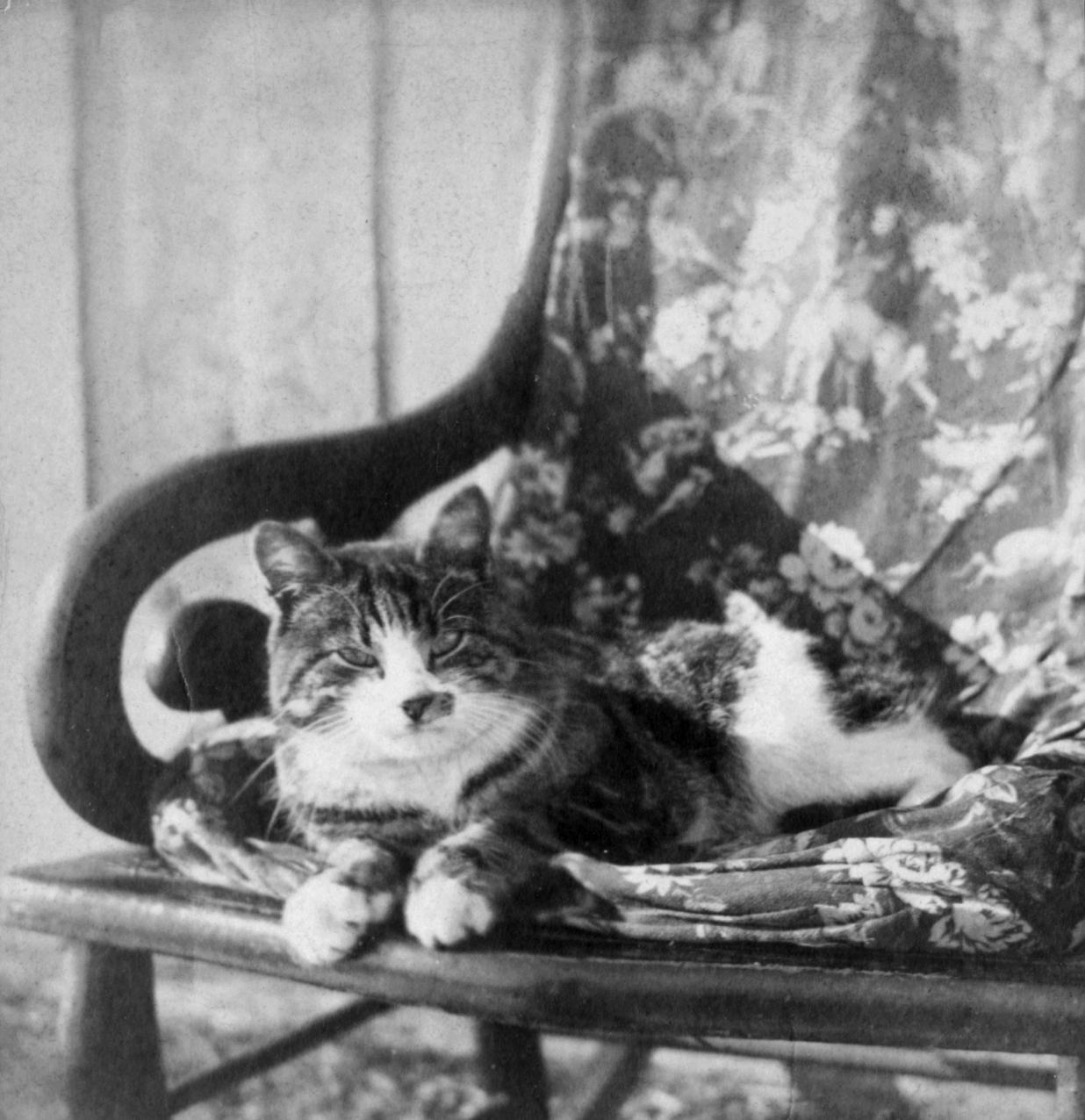 The Chubachus Library of Photographic History: Stereoview Portrait of a ...