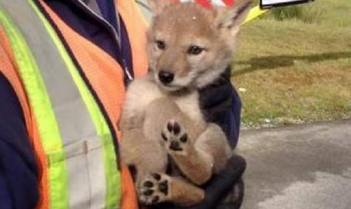 White Wolf : Ridiculously Cute Coyote Pups Rescued From Storm Drain