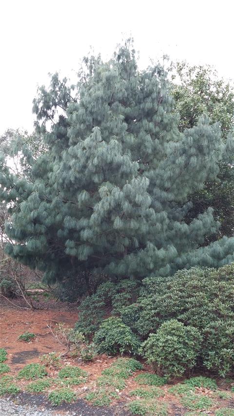 Pinus bhutanica - Bhutan white pine care and cultivation | Travaldo's blog