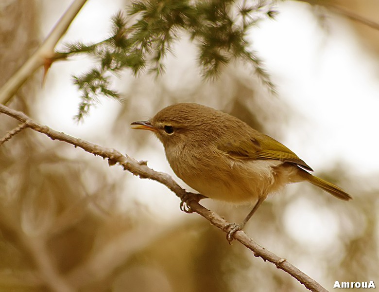 Birding for a Lark: Looking forward to the south west