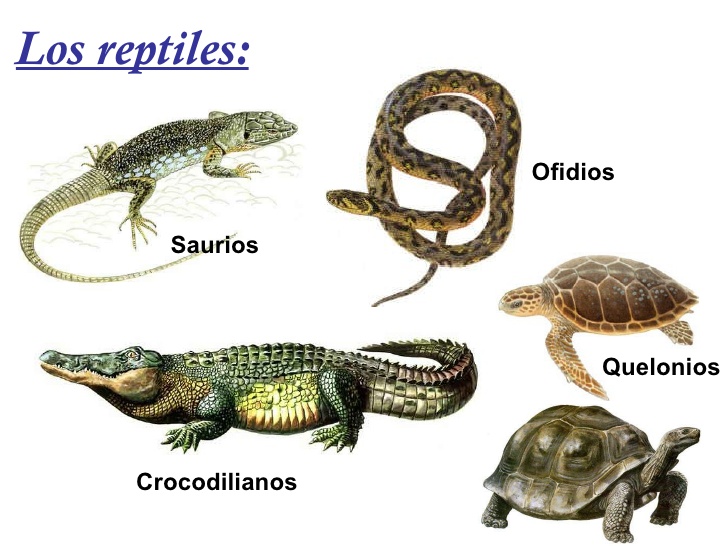 Q Animales Son Reptiles