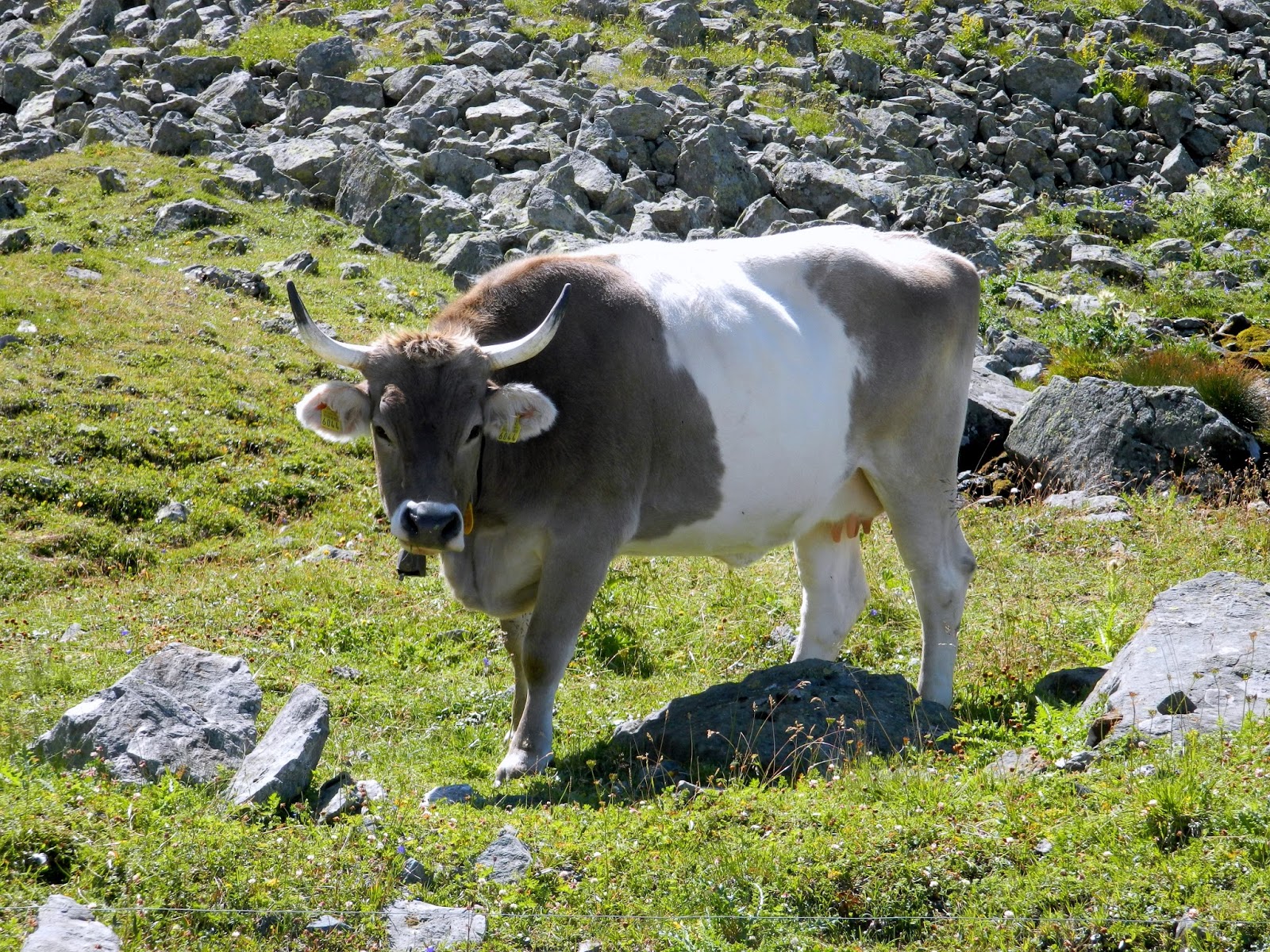 the white cabbage: TRA MUCCHE E CIOCCOLATO