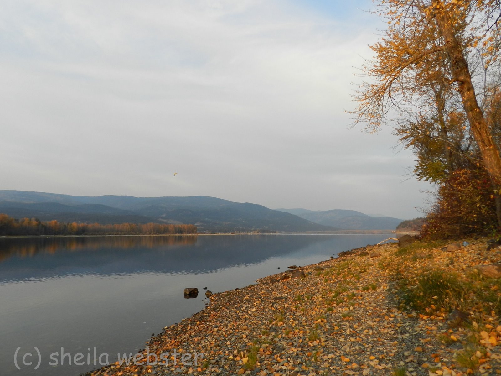we-love-kamloops: Autumn colors ~ South Thompson River ~ Kamloops, BC
