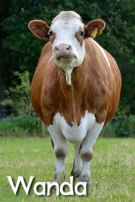 Your Daily Cute: Happy Cows Play in the Field After Being Saved From ...