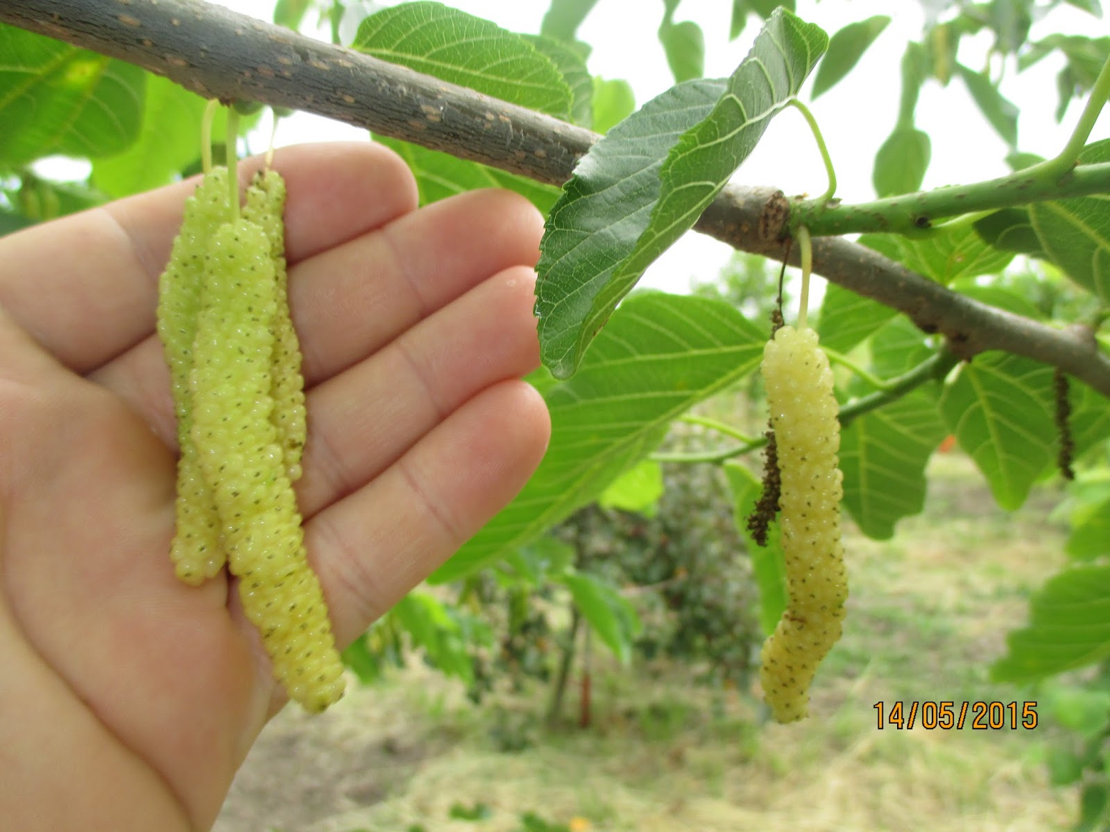 Fruits Seeker: gelsi da frutto - mulberry for fruit
