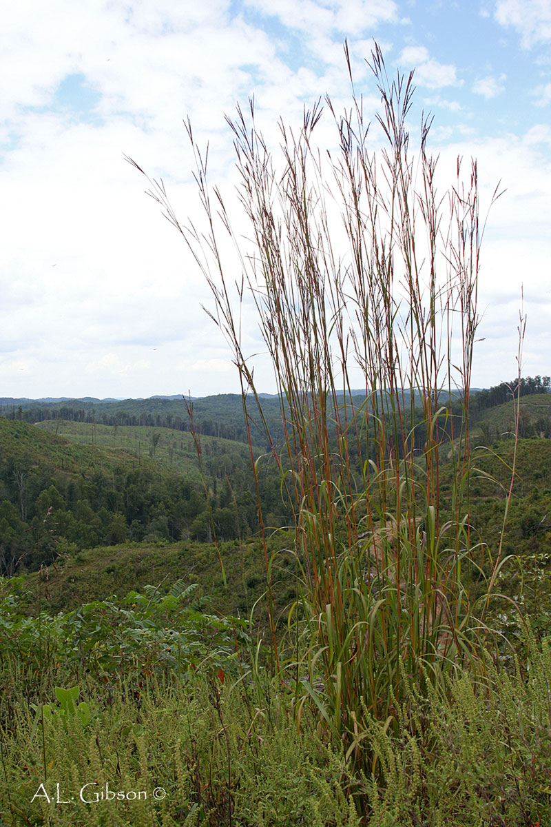 The Buckeye Botanist: Adams County's Prairies Revisited