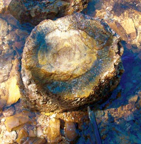 GIRO TOTAL: ÁRVORES PETRIFICADAS