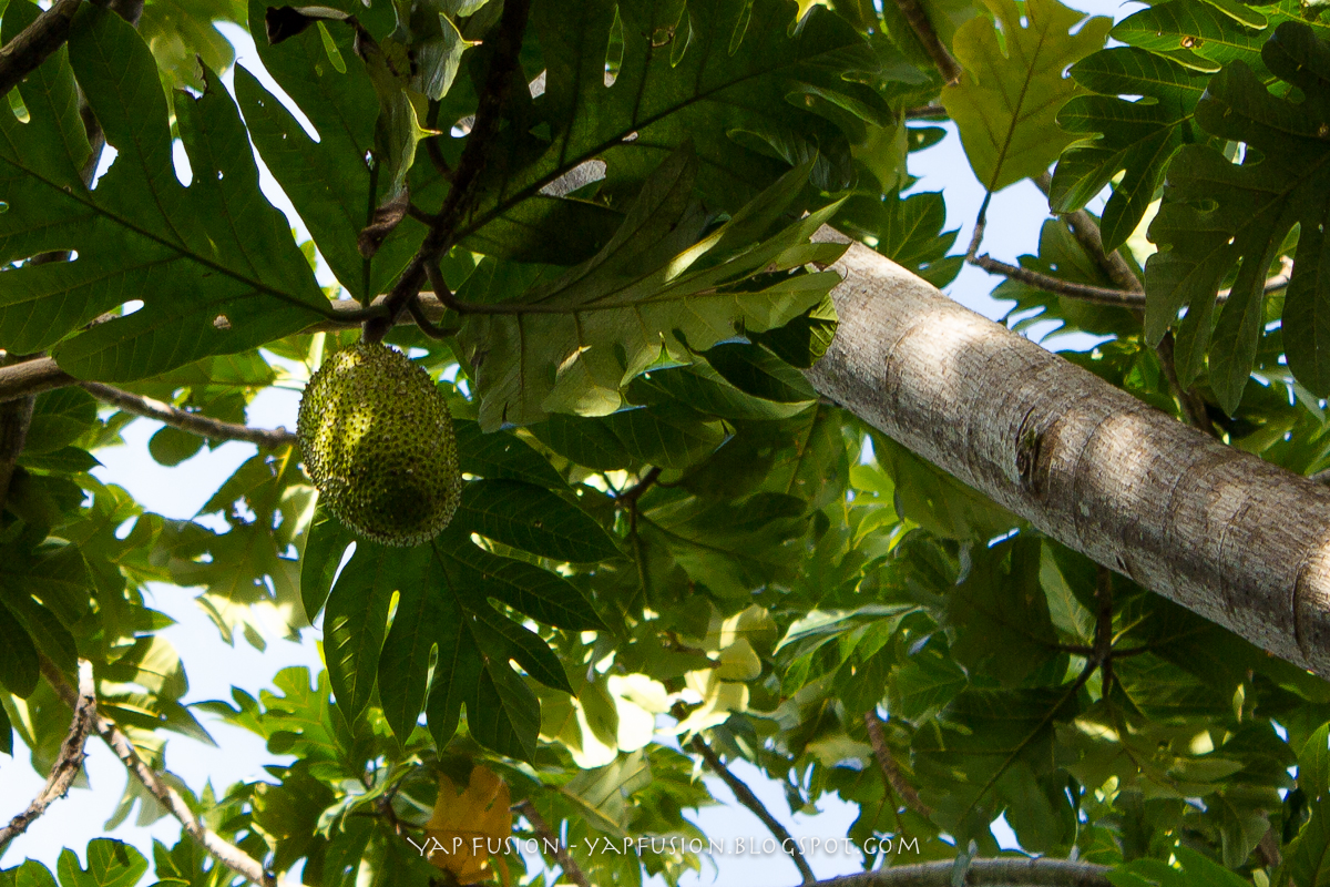 Yap Fusion, NGO: Pizza that grows on trees