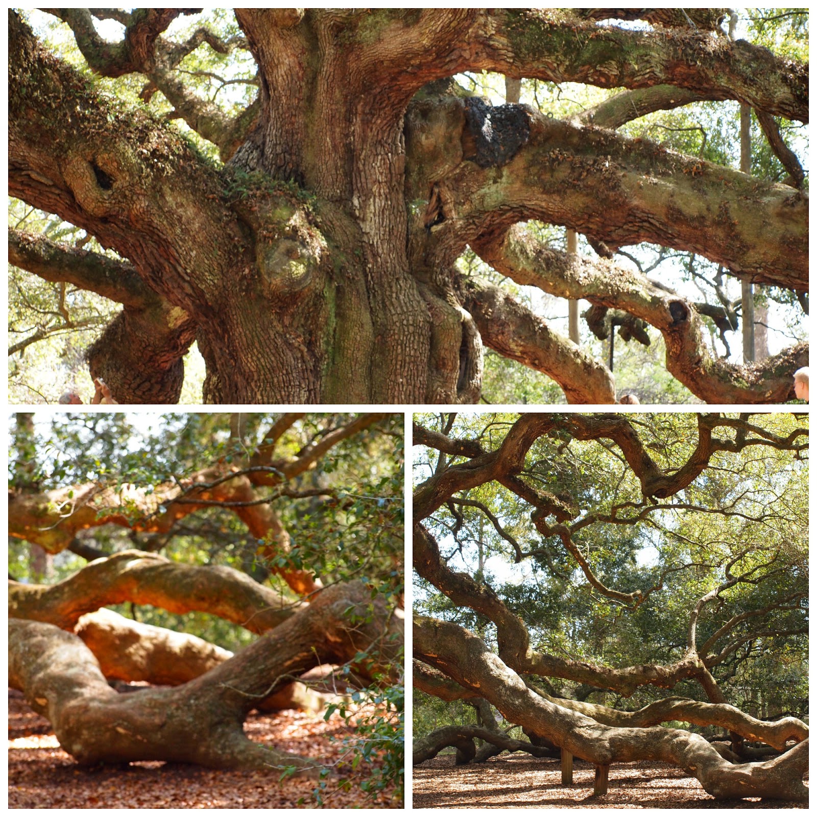 Sally Tharpe Rowles ... between here & there: The Angel Oak Tree