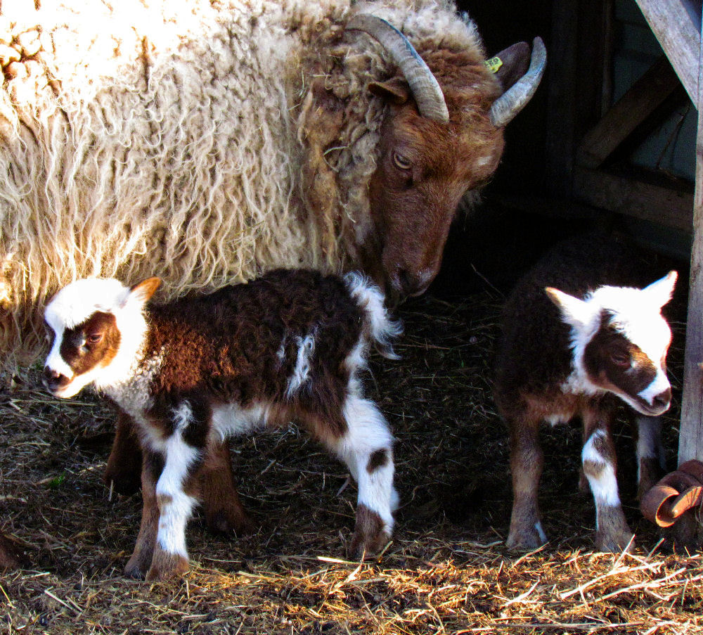 "Ewe's Have It Farm", Shetland Sheep : April 29th, Spice twins