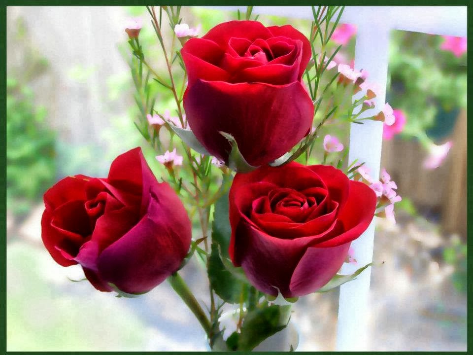 Consejos de Salud: BELLAS ROSAS