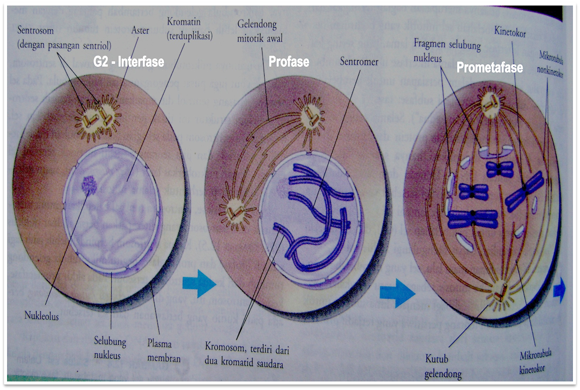 I LOVE BIOLOGY: REPRODUKSI SEL