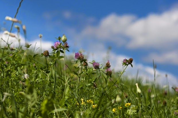 John Lessels Landscaping: Native wild flowers in Scotland