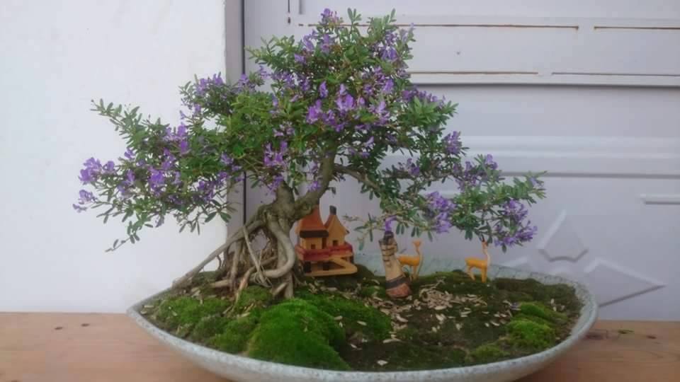 Giới thiệu về cây linh sam bonsai ~ Pan Bonsai