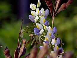 Lupinus mutabilis «chocho» - Id Plantae