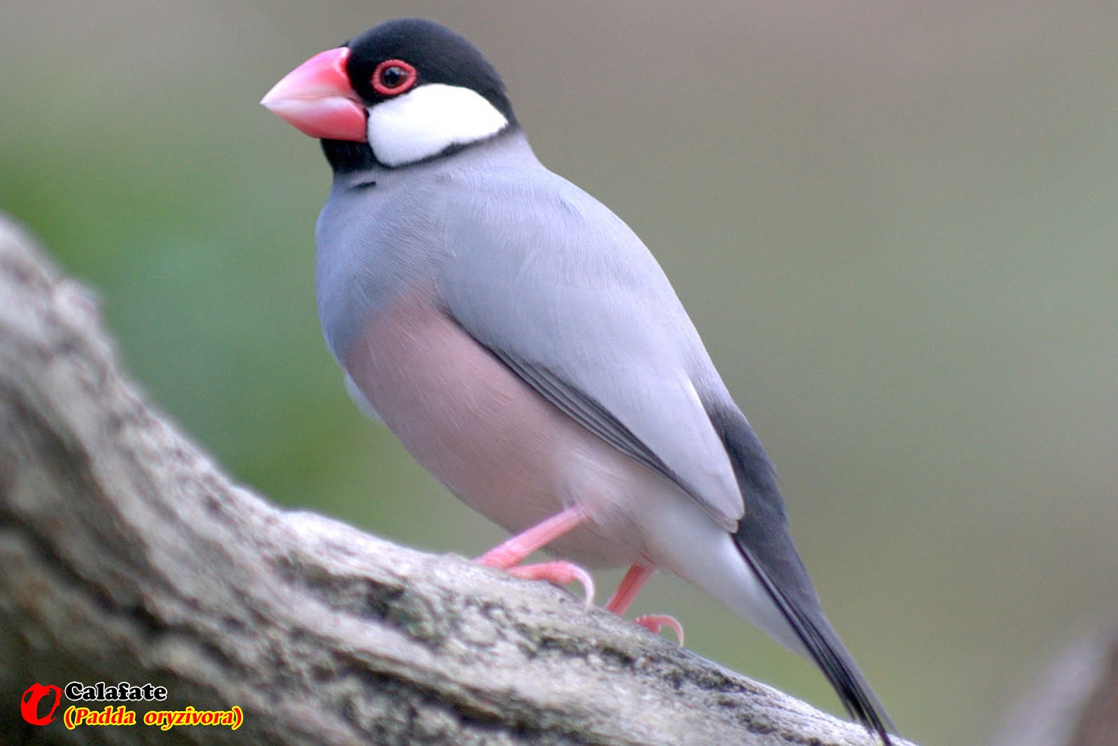 UNAIENSES: ORNITOLOGIA - Calafate (Padda oryzivora)
