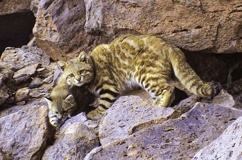 Pampas Cat-Oncifelis colocolo | Enter your blog name here