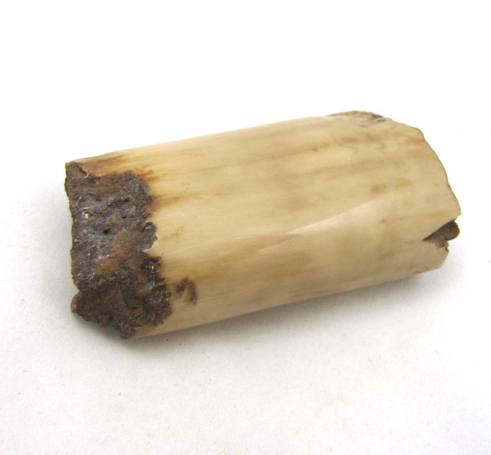 *Numinosity*: Walrus Fossil Ivory ~ A Rich Collection