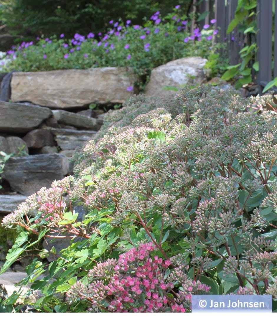 Hardy Sedums - Some Great Varieties to Try!
