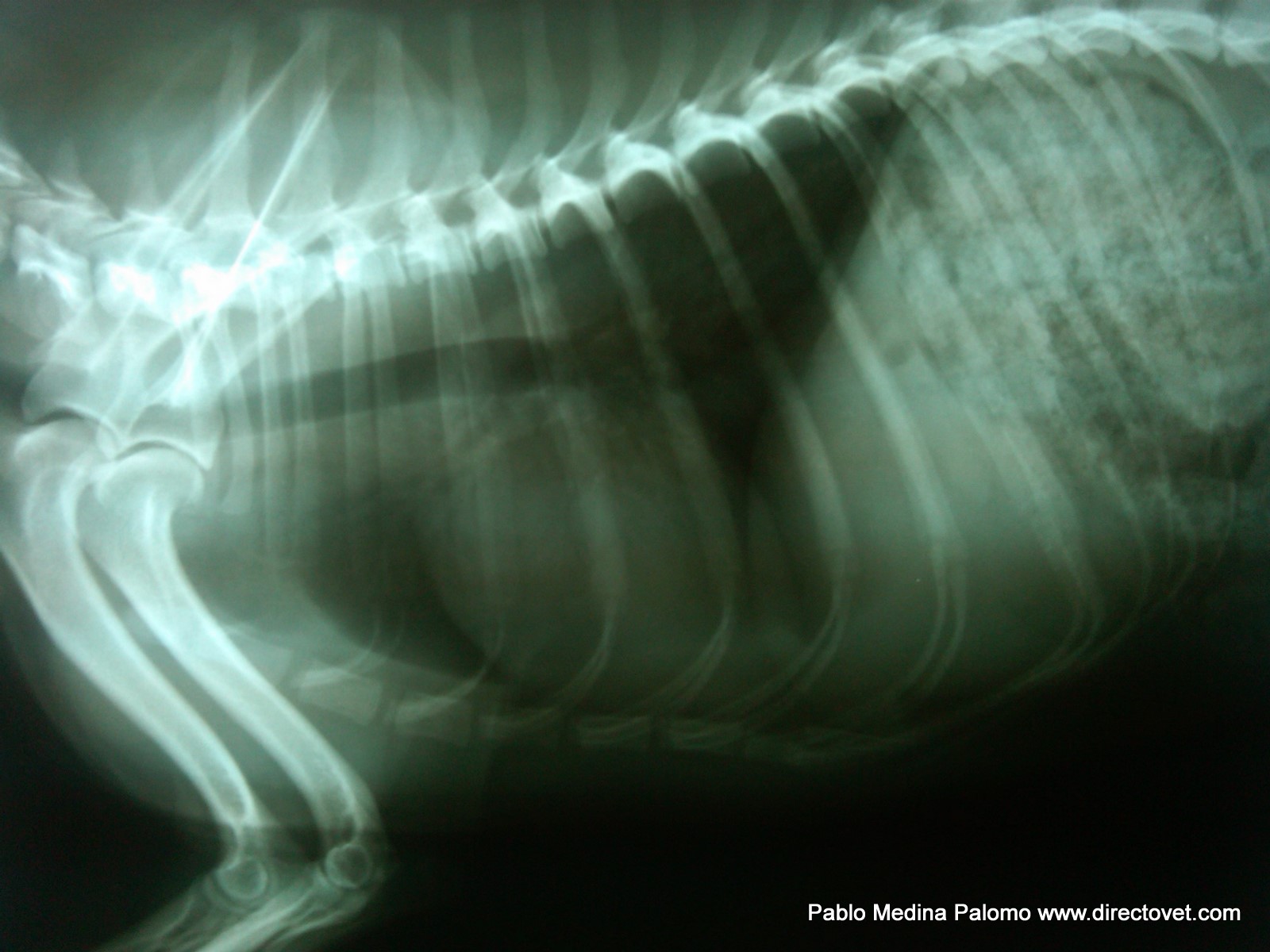 De la Veterinaria: Radiografia normal de torax Yorkshire Terrier ...
