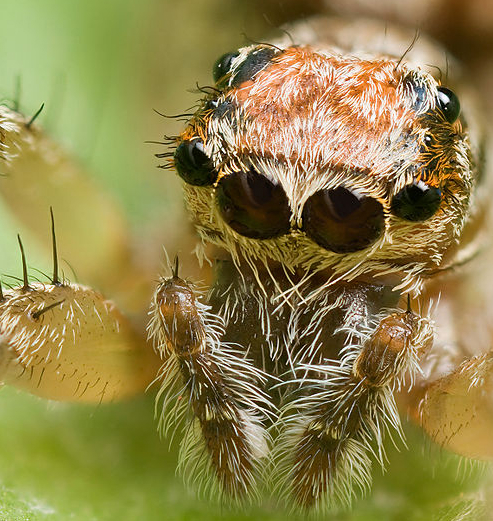 Louis Shalako: Spider Baby.