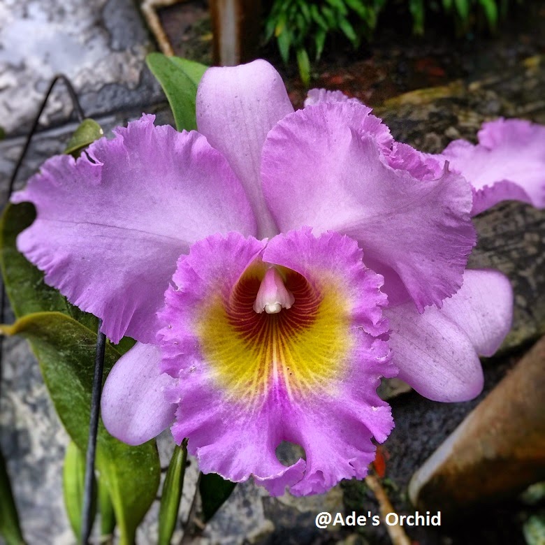 Ade's Orchid: Blc. Mahina Yahiro 'Ulii AM/AOS'