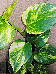 Festival de Plantas: Jiboia