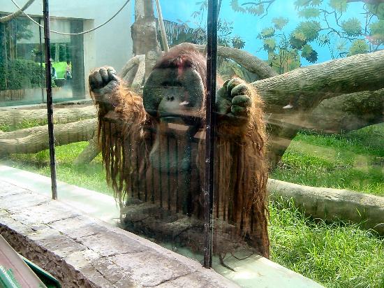 Zoologico De Chapultepec(Mexico)