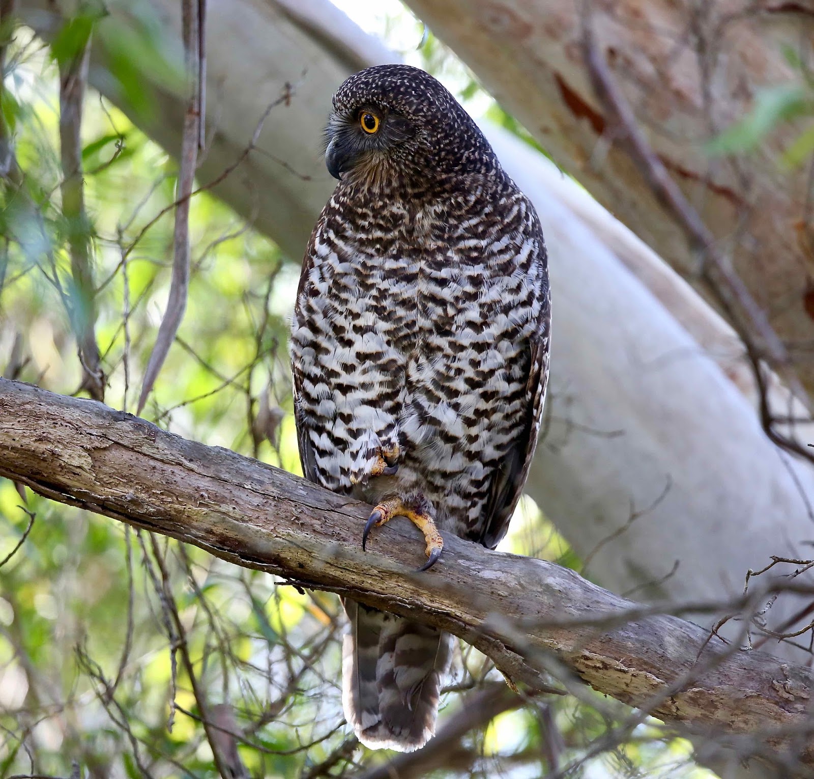 Powerful Owl