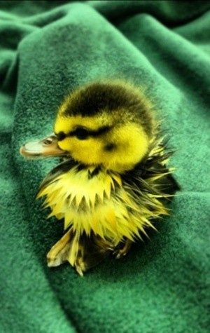 Kittling: Books: A Little Duckie Duddle Weekly Link Round-Up