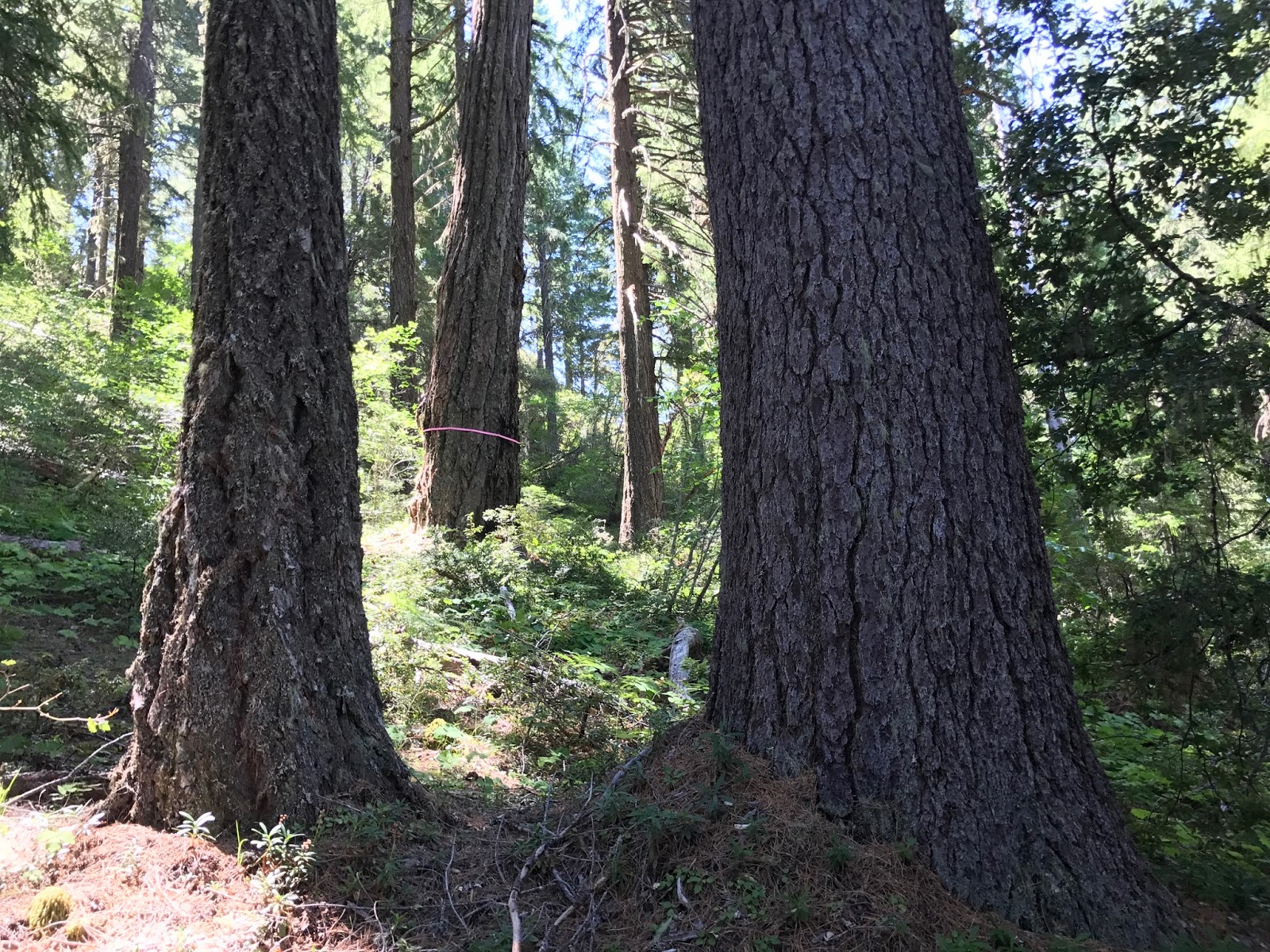 The Siskiyou Crest : The Pickett West Timber Sale: Old-Growth Logging ...