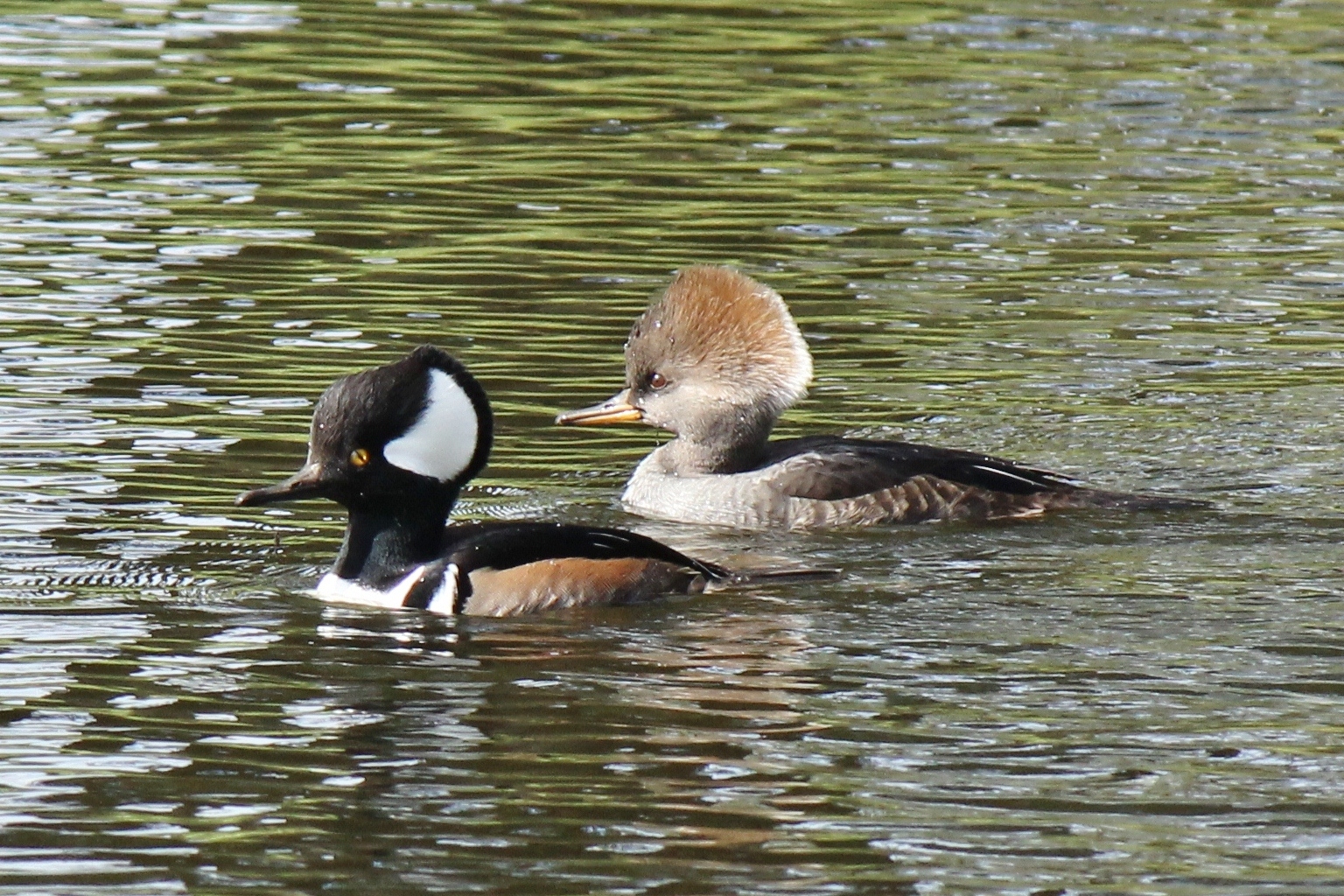 Joan and Dan's Birding Blog: Hooded Merganser