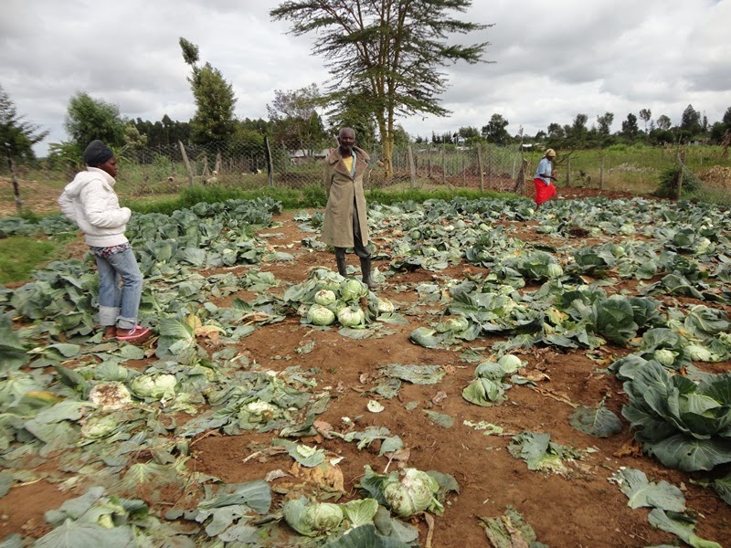 Laikipia Rural Voices (LRV): Elephants destroy farm produce in Kaharati