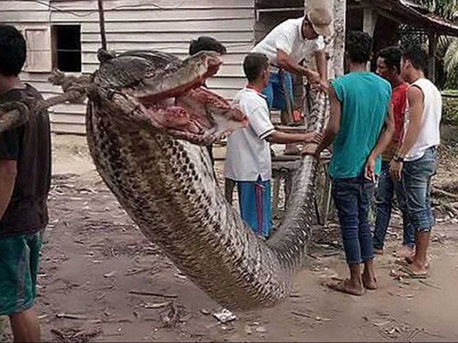 Under The Angsana Tree: Woman swallowed whole by 8m python