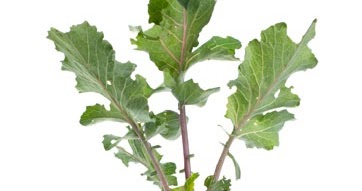 UICA MIHAI: Ţuşpais de Brozbe