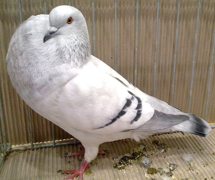 Bohemian Ice Cropper | BD PIGEONS