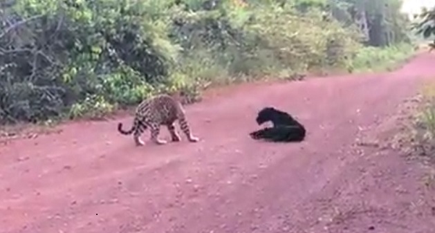 De jaguar in Suriname: Unieke beelden: zwarte poema en jaguar ...