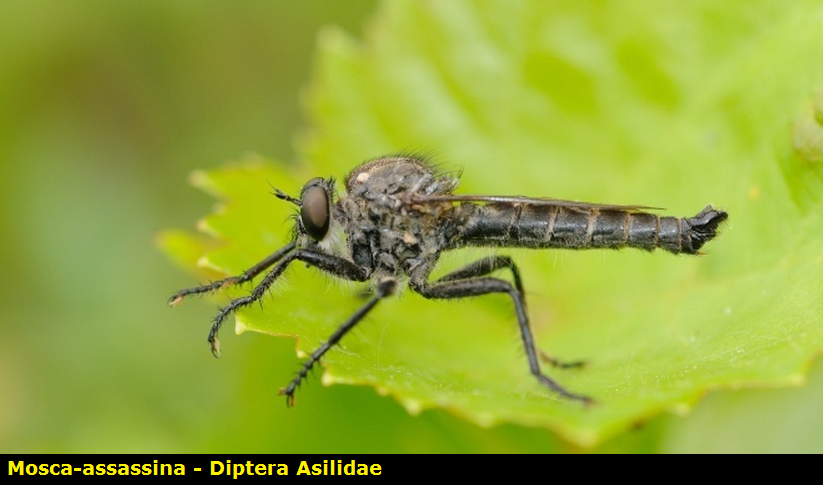 BIBOCA AMBIENTAL : LIVRO NEGRO - MONSTROS ALIENÍGENAS