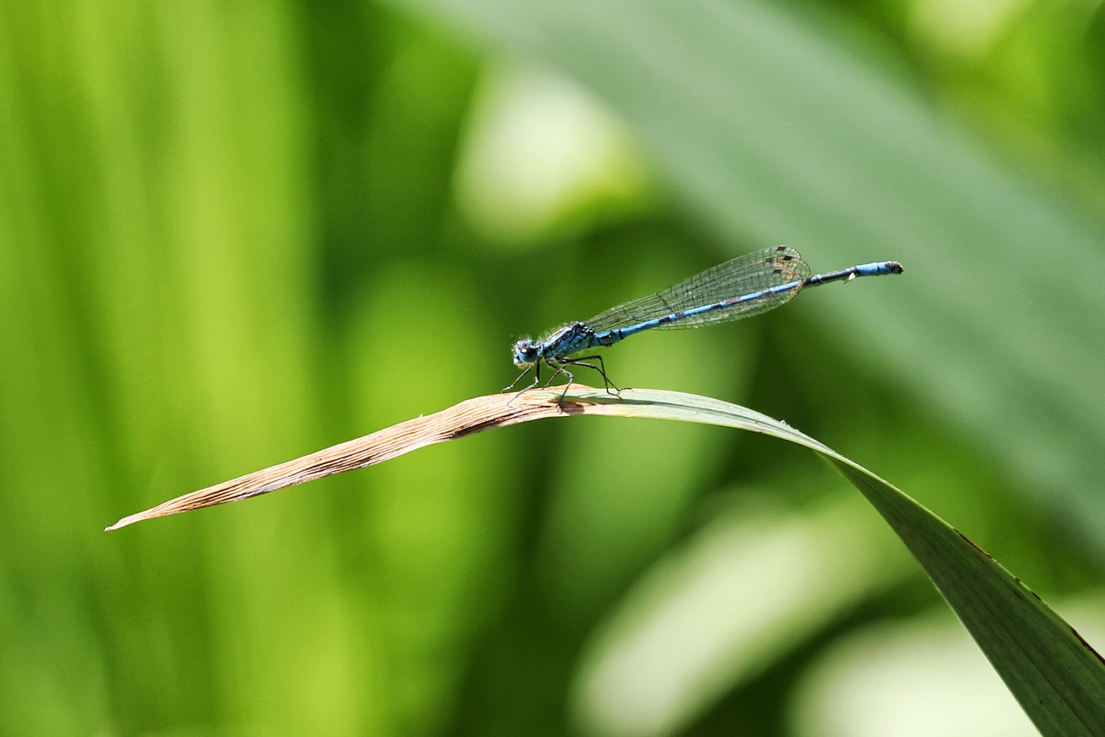 A Year Around Four Marks: July 2013