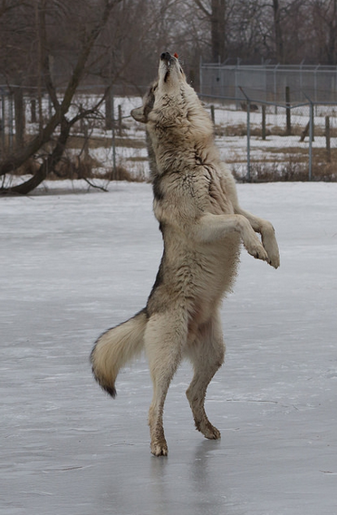 White Wolf : 19 Stunning Photos Of Impressive Wolf Jumps