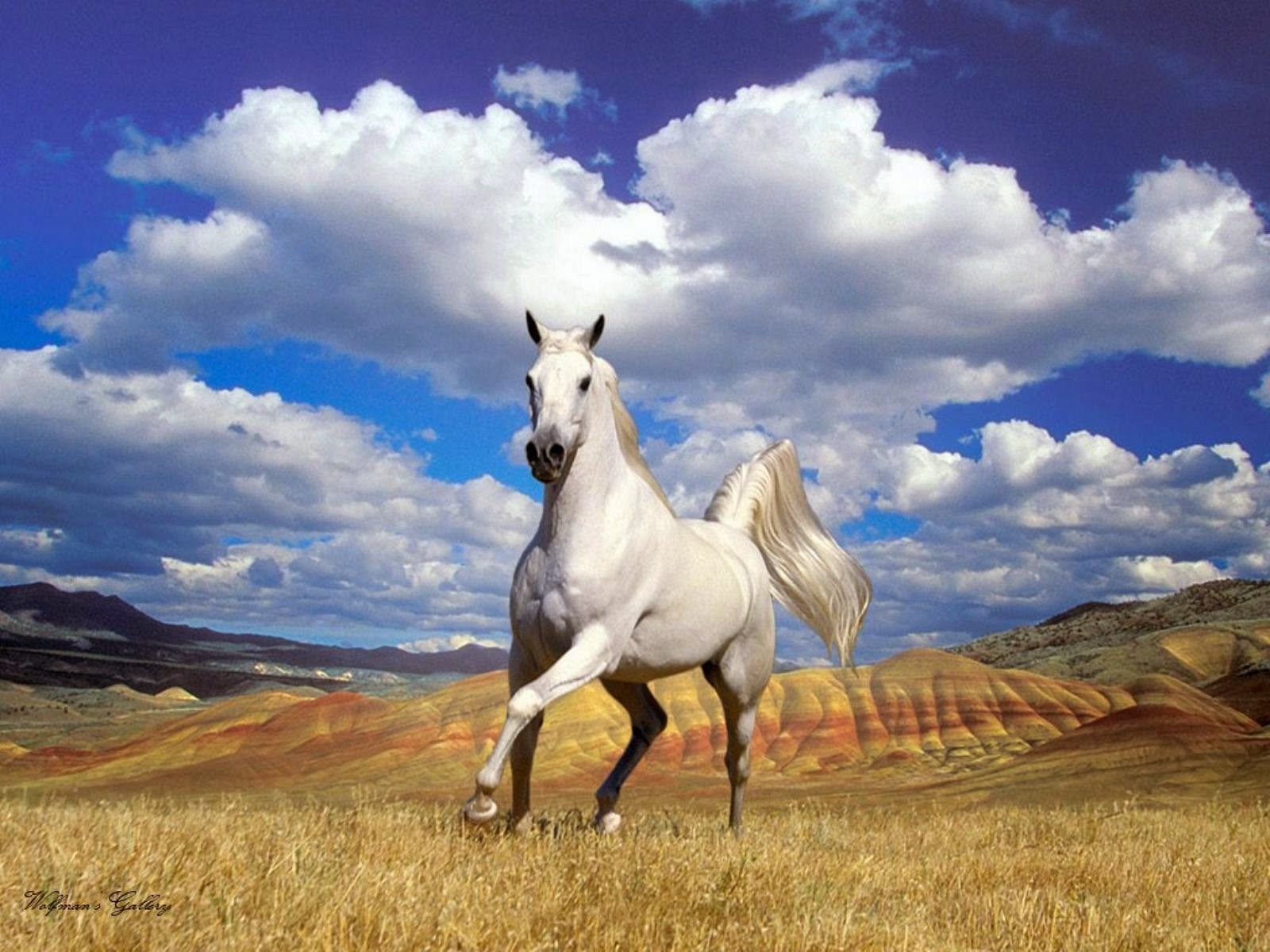 Imagenes De Caballos Bellos: marzo 2014