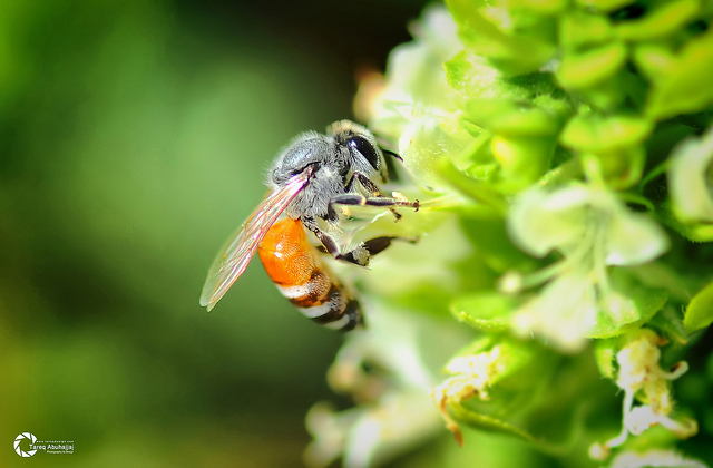 Corona Apicultores: 11/25/12