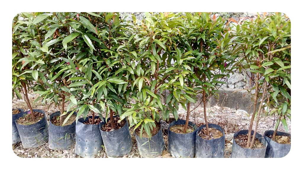 Cita Tani Nursery (NS015495-D): Benih Pokok Kelat Paya