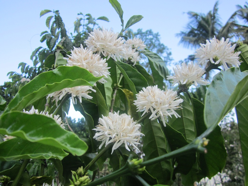 BEAUTIFUL PICTURES: Coffee Flower