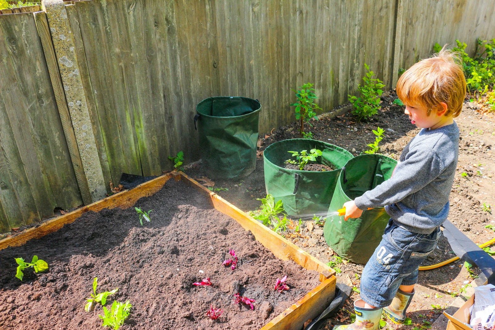 Growing our First Vegetable Garden. - Thimble and Twig