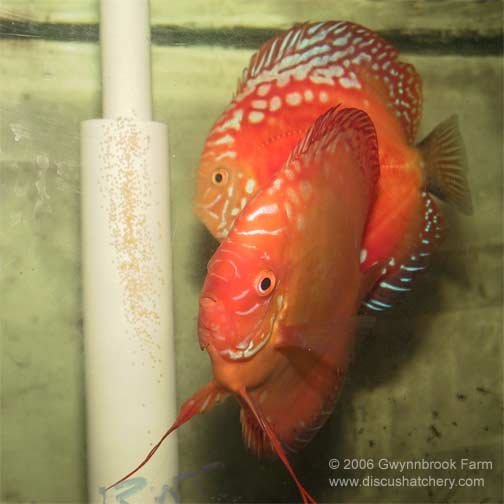 Discus: Discus Fish Breeding Pair Gwynnbrook Farm